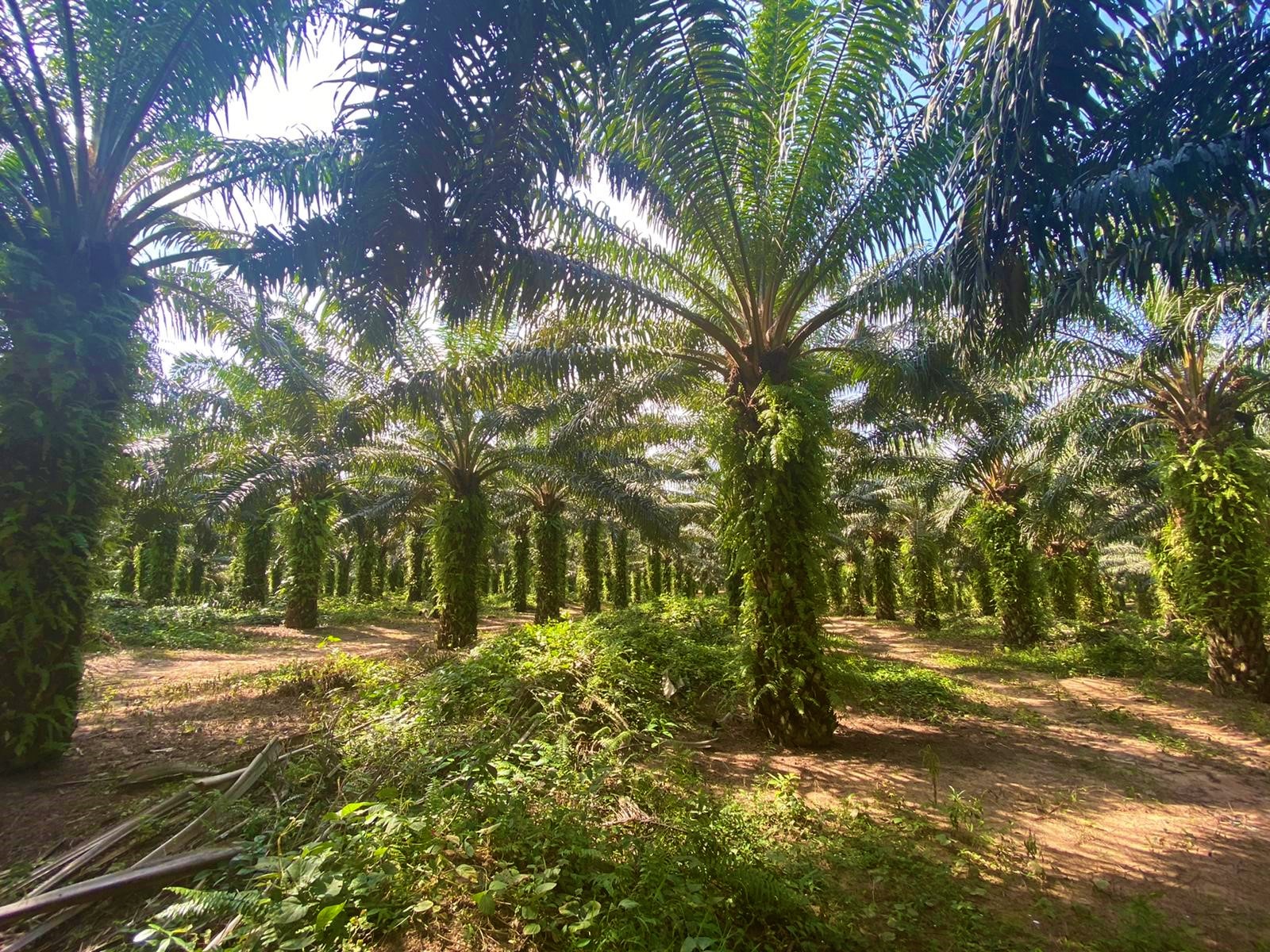 Accueil - Biovea Energie